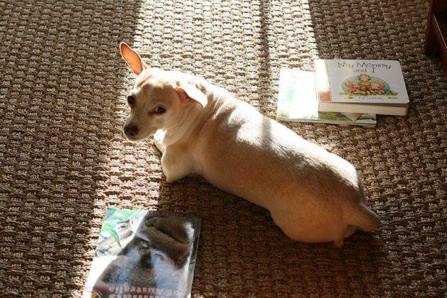 Chiweenie dog: Chihuahua Dachshund-mix information Pros & Cons & Pictures