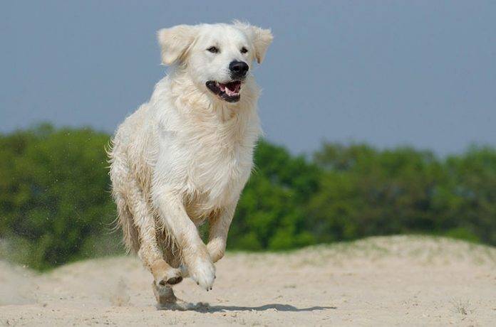 Everything about Glolden retriever dog breed History, Care, and Training
